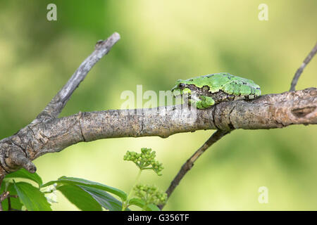 Green northern gray tree frog sitting on a branch - Hyla versicolor ...