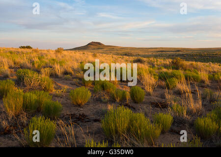 Broom Snakeweed, (Gutierrezia sarothrae) and Volcan. Volcanoes Day Use ...