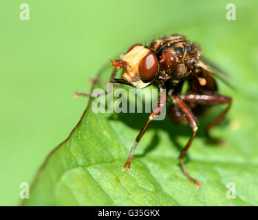 Sicus ferrugineus, a conopid fly Stock Photo - Alamy