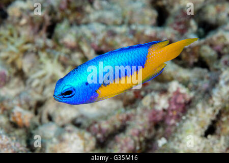 Goldbelly damsel, Pomacentrus auriventris Stock Photo - Alamy