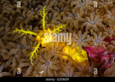 Yellow sea cucumber [Colochirus robustus]. West Papua, Indonesia Stock ...