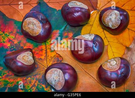 top view of several fallen leaves on road lit by sun in city in sunny ...