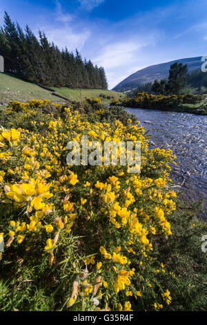 Leithen Water, Glentress, near Innerleithen, Scottish Borders Stock ...
