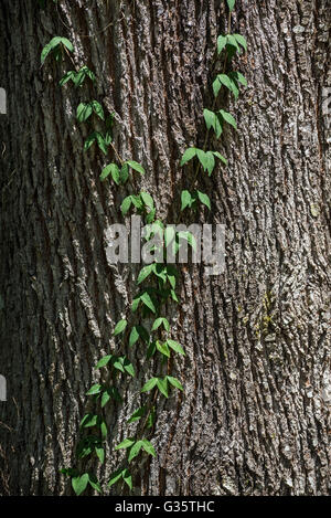 Vines growing up a tree Stock Photo - Alamy