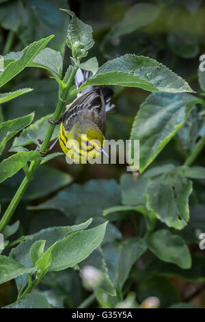 Prairie Warbler, Setophaga discolor, foraging in Sea Grapes during ...