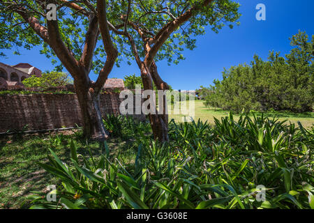 Bursera simaruba tree (Tourist tree, Gumbo-limbo, Copperwood or Chaca ...