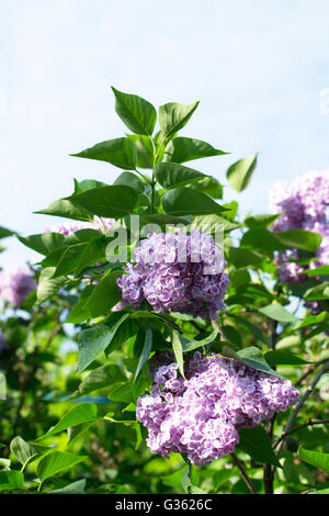 lilac bush red Stock Photo - Alamy
