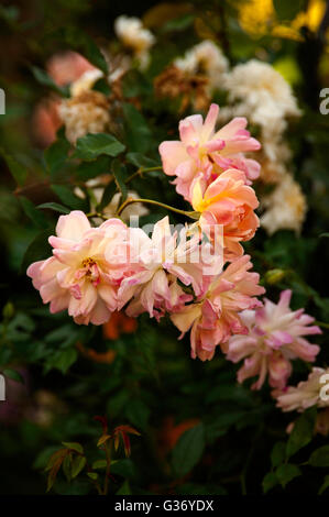 rosa phyllis bide,rose phyllis bide,flower,white, rambler,rambling ...