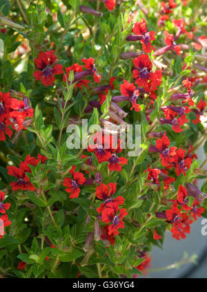 Flowering Bat Face Cuphea (Cuphea llavea Stock Photo - Alamy