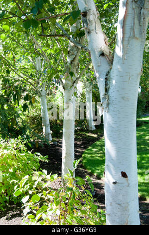 Birch trees at the Oregon Garden in Silverton, Oregon Stock Photo - Alamy