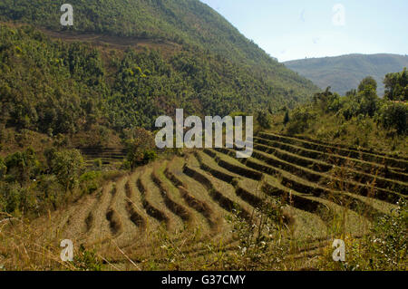 Asian Myanmar, Kengtung, Loimwe, Paddy fields in Eastern Myanmar Stock ...