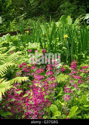 wetland garden in spring Stock Photo - Alamy
