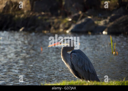 Great blue heron on the lake Michigan Stock Photo - Alamy