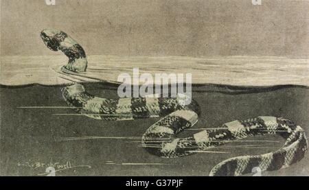 Folklore - Sea Serpent Stock Photo - Alamy