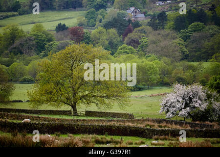 Valley Chinley Derbyshire blossom trees pretty posh clean nice tidy ...