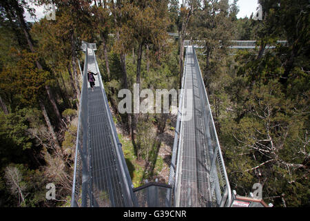 West Coast Treetop Walkway near Hokitika Stock Photo - Alamy
