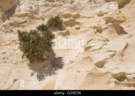 Sharp edges of a sandstone hill, enlightened by sun. Several bushes ...