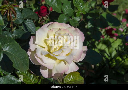 Beautiful red and white rose Bush in the summer garden Stock Photo - Alamy