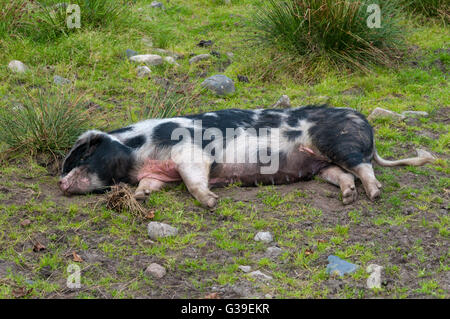 Gloucestershire Old Spots pig, in Bramshaw Wood, New Forest. Common ...