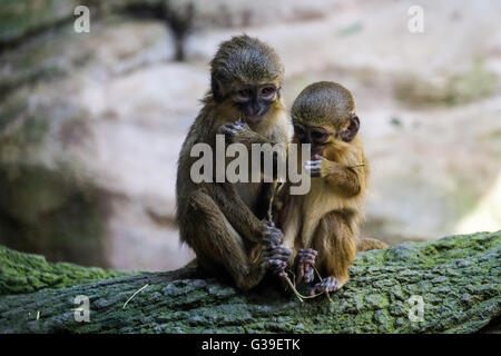 A Pair of Talapoin Monkeys (Miopithecus talapoin) in the Bioparc ...