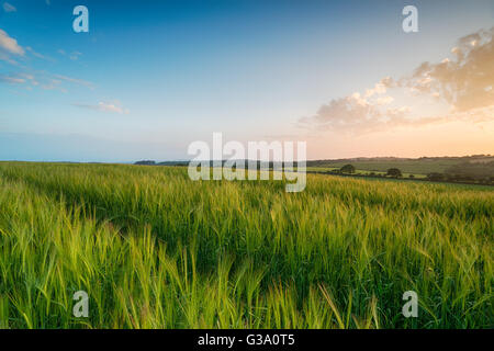 Stunning sunrise over fields of ripening barley Stock Photo - Alamy