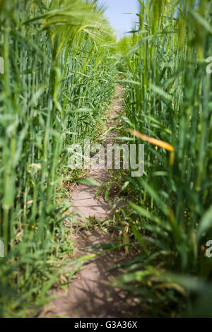 A path running through a field of corn Stock Photo - Alamy