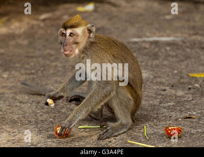 Wildlife monkey eating food from plastic bag closed to garbage, Brunei ...