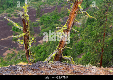Dead oak tree without bark in morning against juvenile deciduous Stock ...