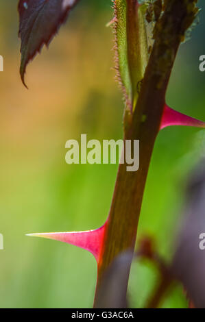 Vertical macro of a bright red rose flower opening its petals ...