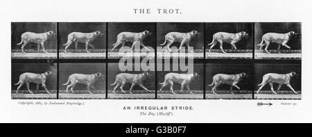 Muybridge Dog Trot 2 Stock Photo - Alamy