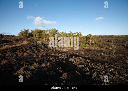 USA, Hawaii, Native Koa Tree Mana-Keanakolu Road; Big Island Stock ...