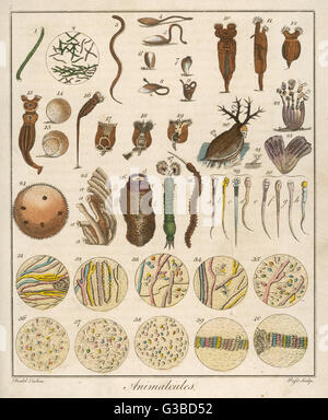 18th Century Microscope Stock Photo - Alamy