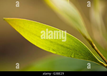 Closeup of Koa leaf phyllode, The Nature Conservancy, Kona Hema ...