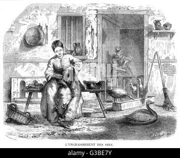 Woman force feeding goose to make foie gras. Antique illustration Stock ...