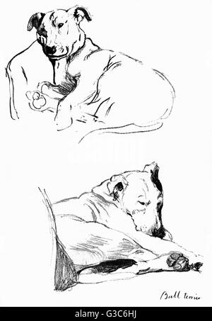Illustration by Cecil Aldin, bull terrier head study Stock Photo - Alamy