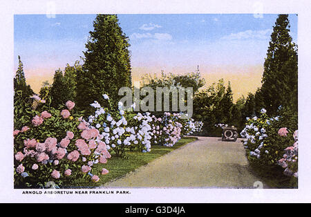 USA, Massachusetts, Boston, Arnold Arboretum, purple lilac tree Stock ...