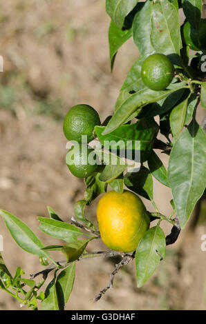 Green mandarins on a tree. Unripe tangerine. Montenegrin mandari Stock ...