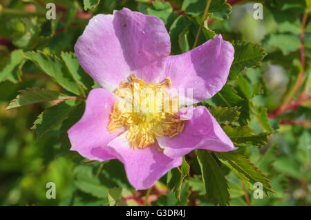 A wild Alberta rose bush (Rosa acicularis), the official floral emblem ...