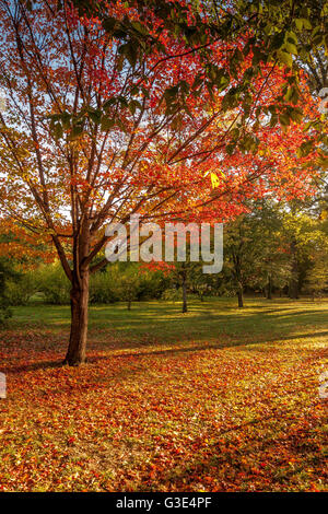 Fall orange autumn leaves on ground background Stock Photo - Alamy