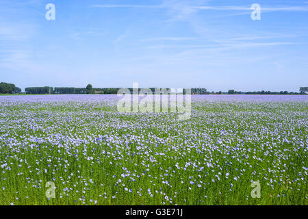 Fields with flowering flax and blue sky. Spring agricultural landscape ...