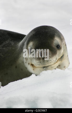 Smiling Leopard seal, Antarctica Stock Photo - Alamy