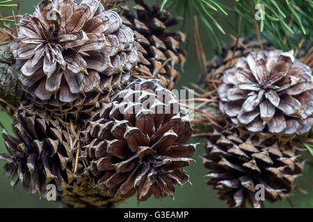 Twig, Cones, Pinus, Mature, Pine cones, Open, Pine, Female cones ...