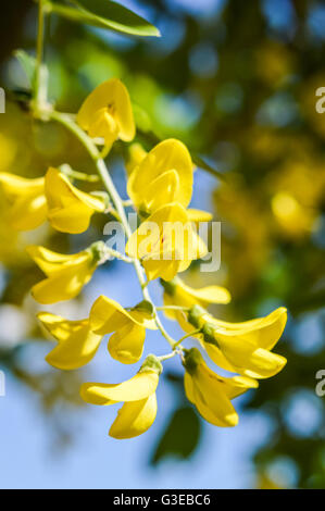 A formal garden with hanging yellow laburnum flowers forming a tunnel ...