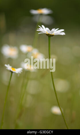 Stinking Chamomile - Anthemis cotula Stock Photo - Alamy
