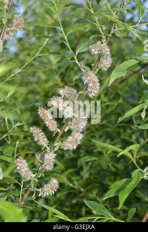 Bay Willow - Salix pentandra Stock Photo - Alamy