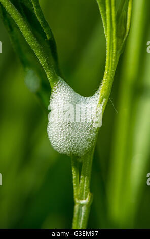 Close up of Cuckoo spit, which is a white frothy liquid secreted by the ...