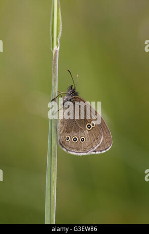 Ringlet (Aphantopus hyperantus) butterfly showing false eyespots, Gaume ...
