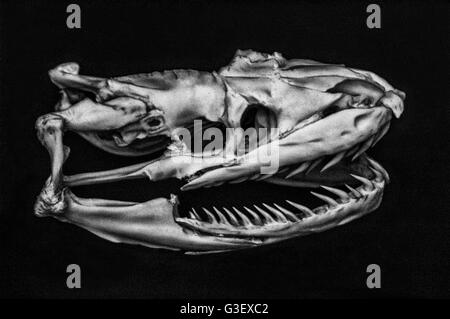Python skeleton and skull Stock Photo - Alamy