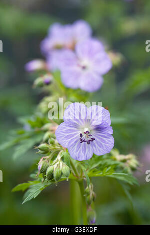 Late summer lilac flowers of the hardy deciduous shrub, Hibiscus ...
