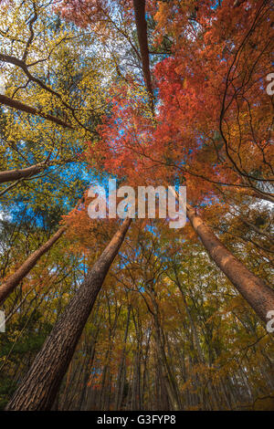 Forest tree trees Autumn color colorful sky cloud leaf red leaves maple ...